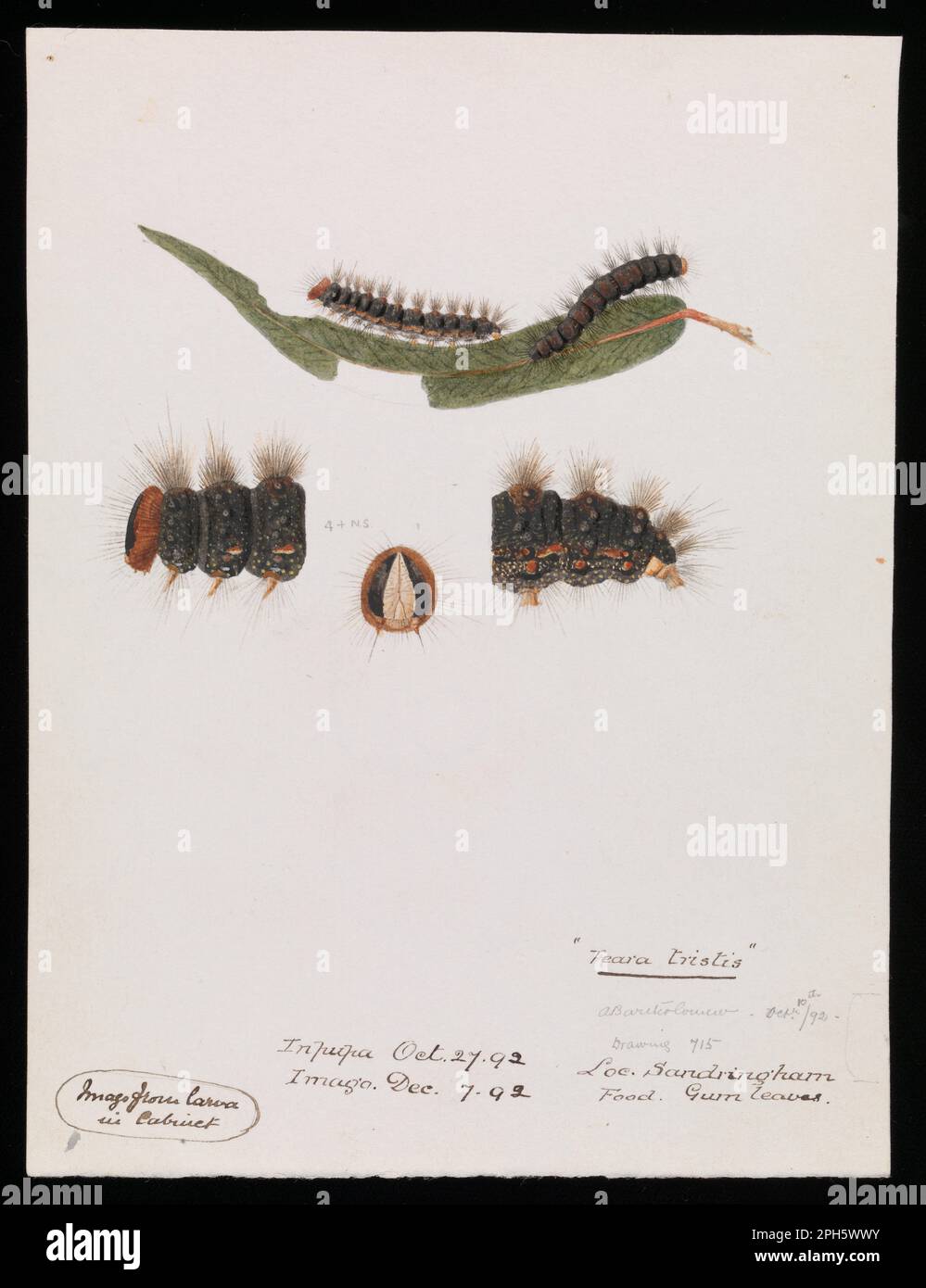 Caterpillar, Epicoma contristis, Teara tristis 1872 by Arthur ...