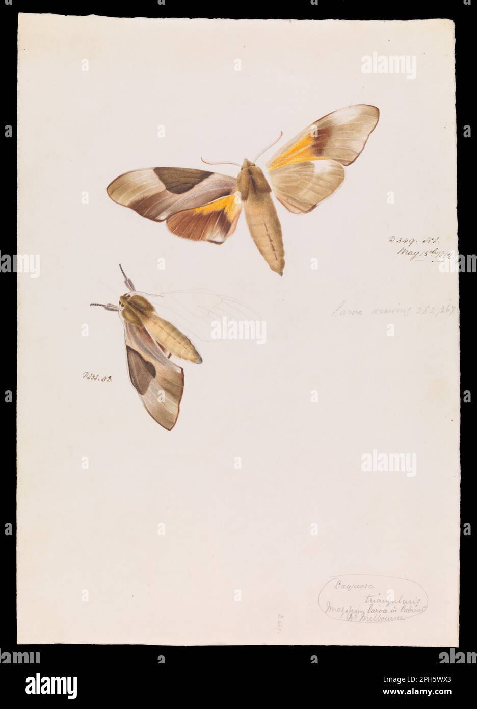 Double Headed Hawk Moth, Coequosa triangularis 1862 by Arthur ...