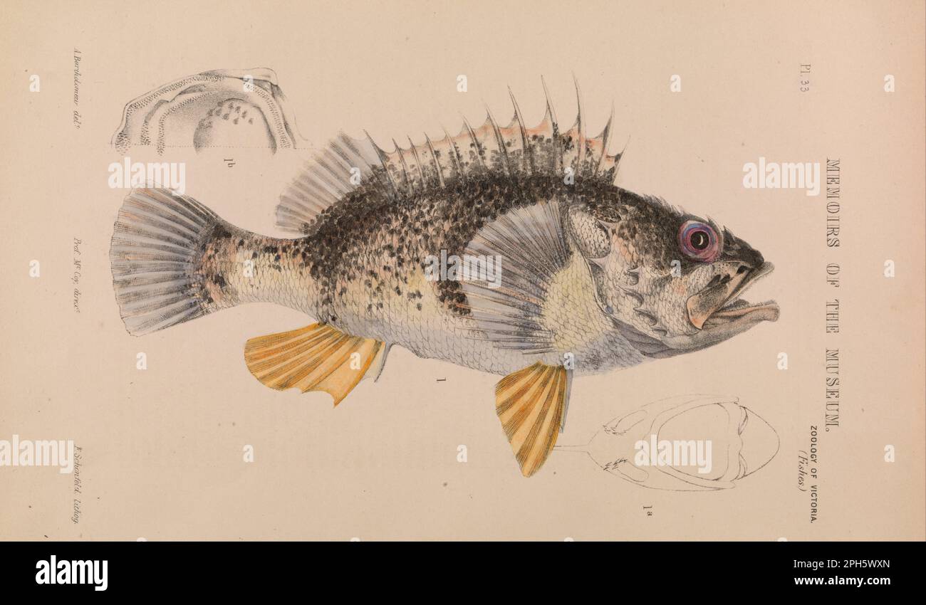 Ocean Perch, Helicolenus percoides 1887 by Arthur Bartholomew Stock ...