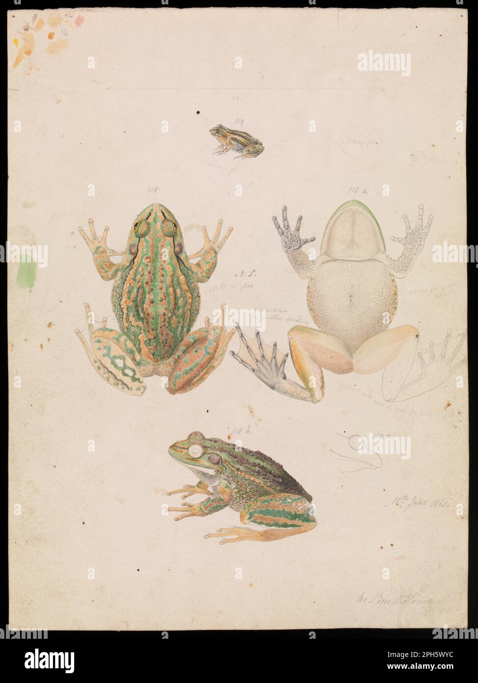 Growling Grass Frog, Litoria raniformis 1861 by Arthur Bartholomew ...