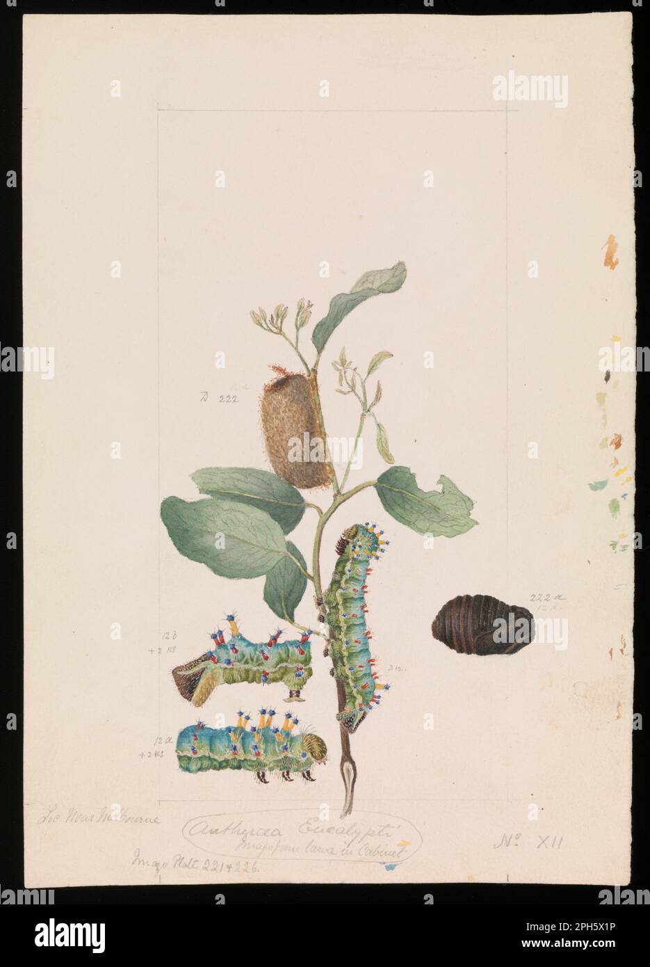 Emperor Gum Moth, Opodiphthera eucalypti 1860 by Arthur Bartholomew ...