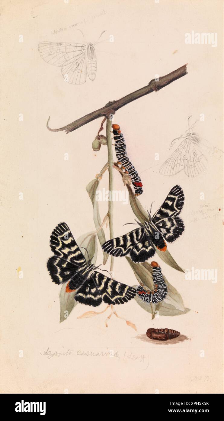 Arthur bartholomew vine moth hi-res stock photography and images - Alamy