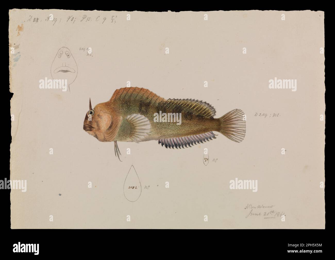 Tasmanian Blenny, Parablennius tasmanianus 1861 by Arthur Bartholomew ...