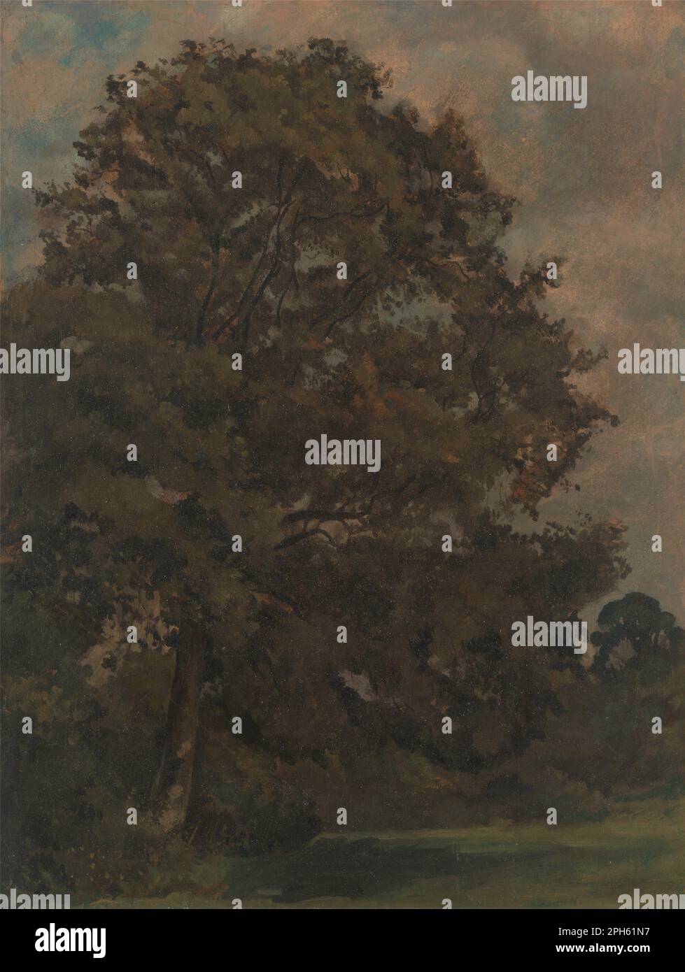 Study of an Ash Tree circa 1851 by Lionel Constable Stock Photo - Alamy