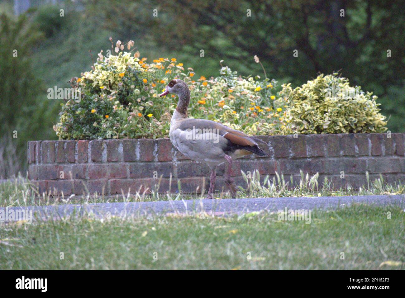 Egyptian geese in Gravesend Stock Photo - Alamy