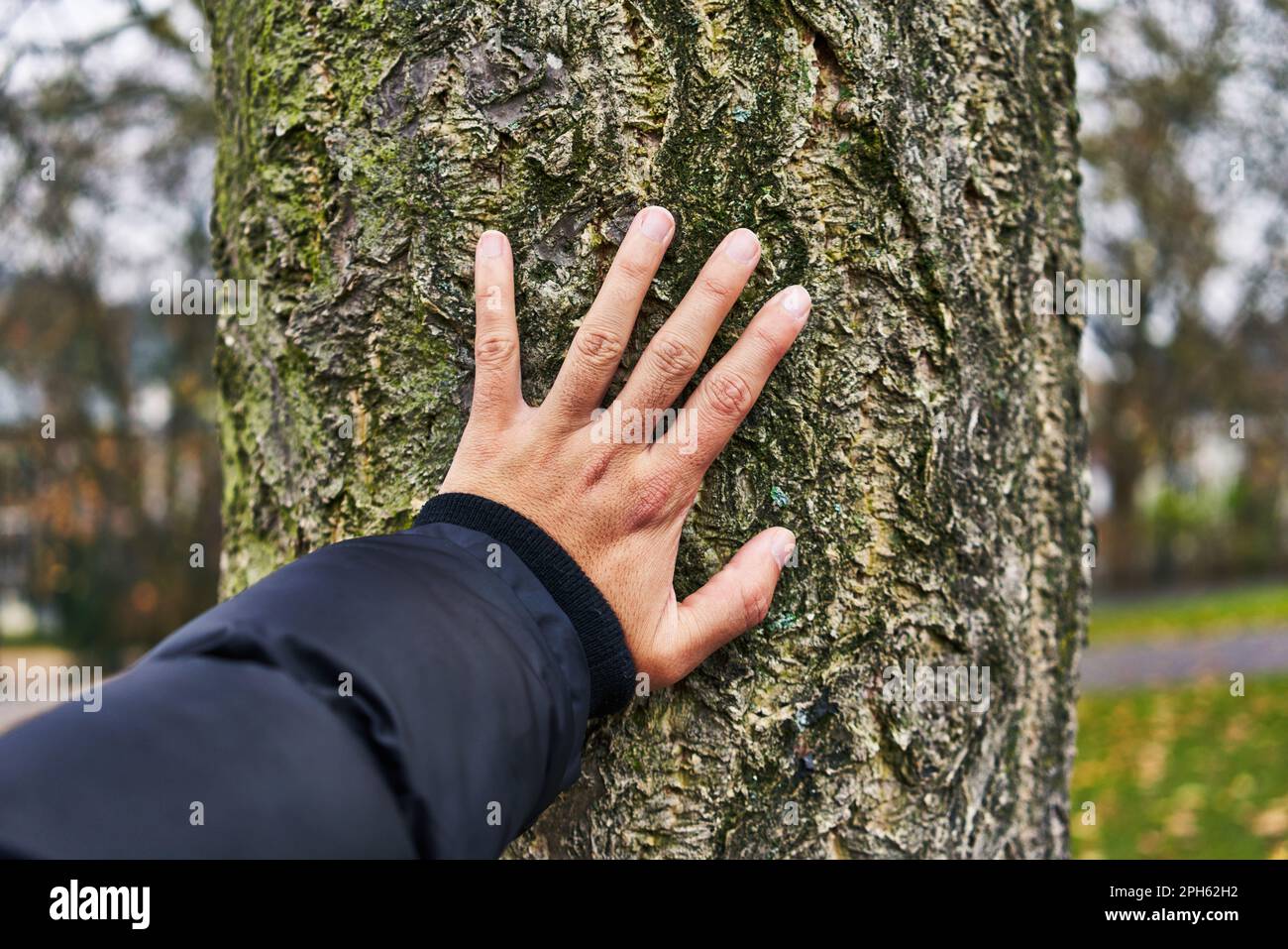 Hand of man touching tree at park Stock Photo - Alamy