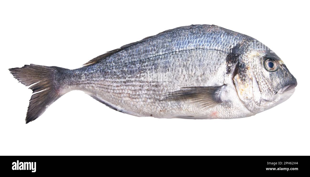 Single uncooked fish over white isolated background Stock Photo - Alamy