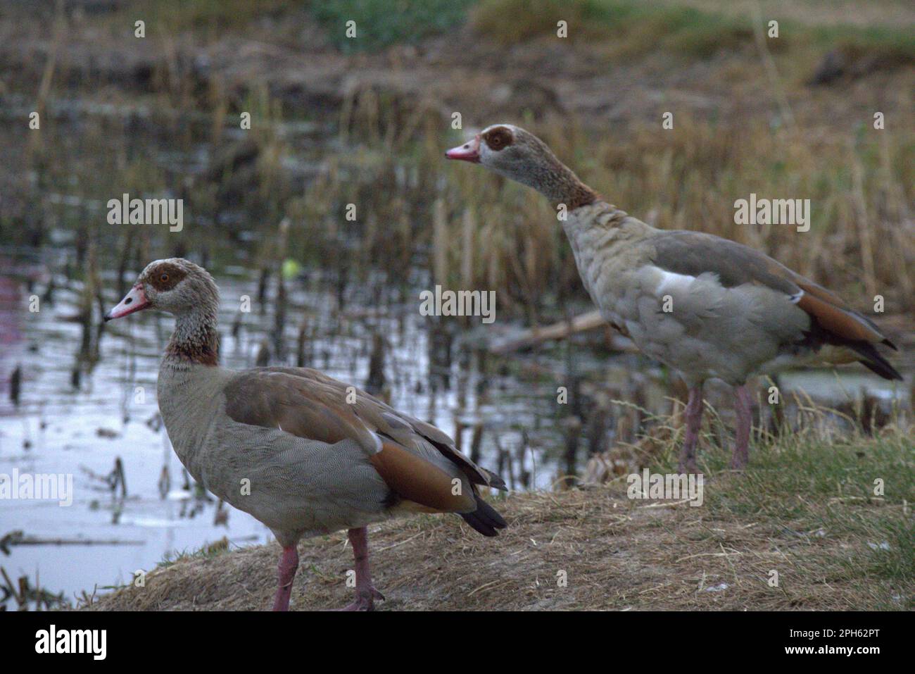 Egyptian geese britain hi-res stock photography and images - Alamy