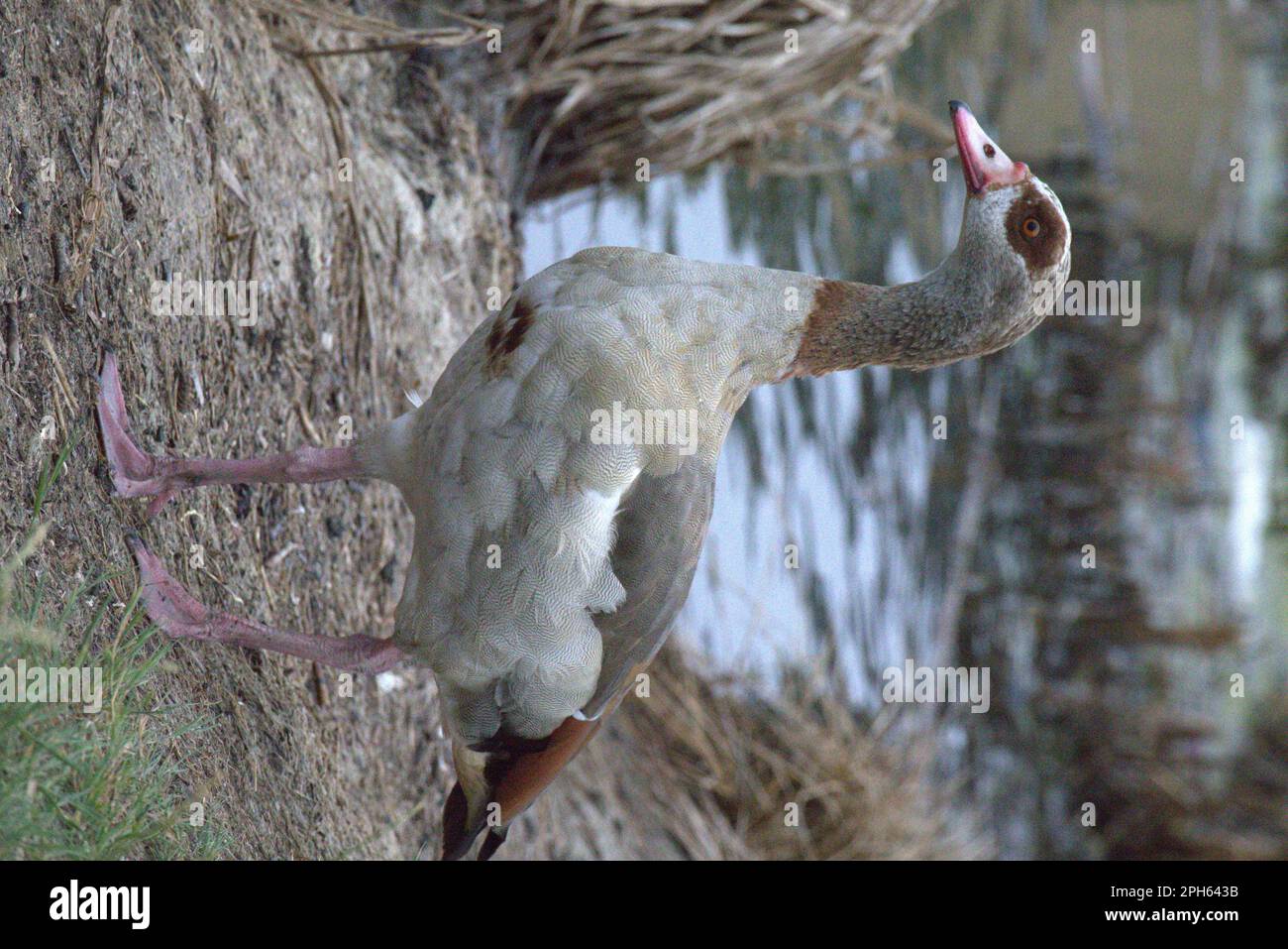 Egyptian geese britain hi-res stock photography and images - Alamy