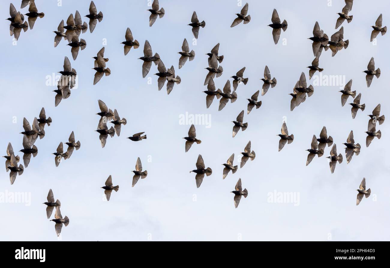 Flock of starling birds "Sturnus vulgaris" in flight with open wing ...
