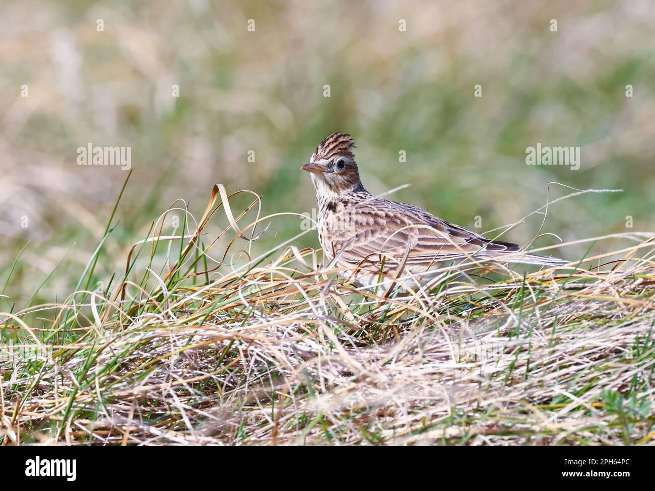 Eurasian skylark "Alauda arvensis" sitting on long grass. Front bird ...