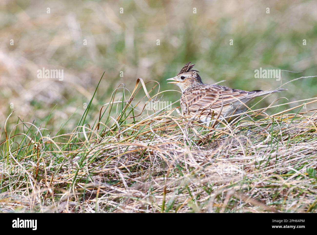 Eurasian skylark "Alauda arvensis" singing while camouflaged in long ...