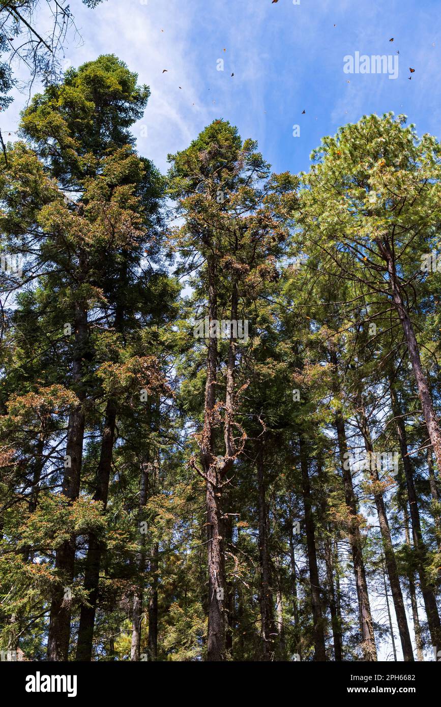 monarch butterflies on oyamel fir trees and skyward in rosario ...