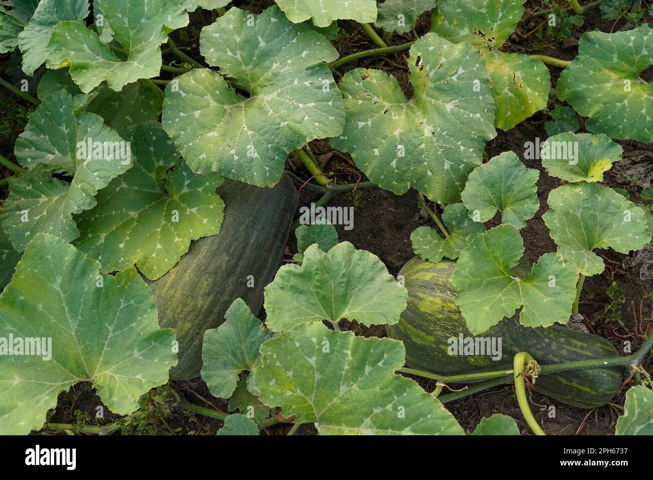 Green ripe zucchini lie on the field on the ground among the foliage ...