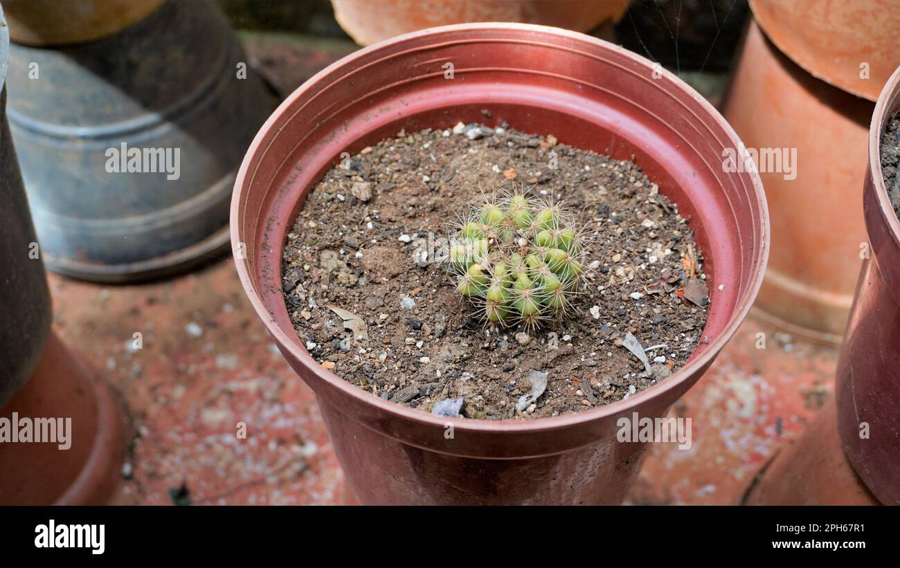 Mammillaria spinosissima known as the spiny pincushion cactus, Beehive ...