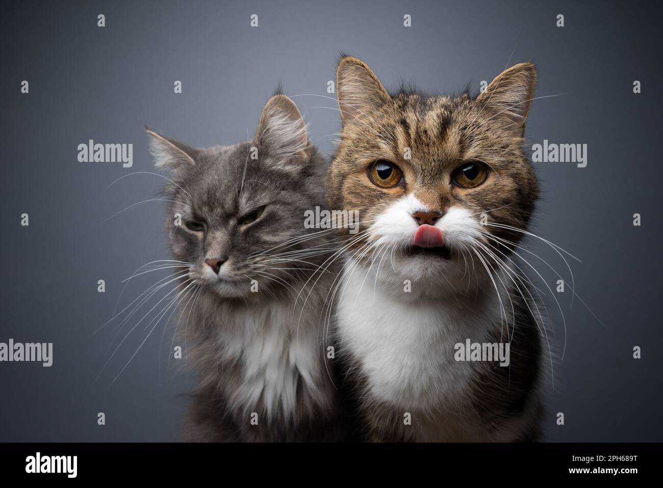 Two different cats side by side portrait concept for rivalry hi-res stock photography and images ...