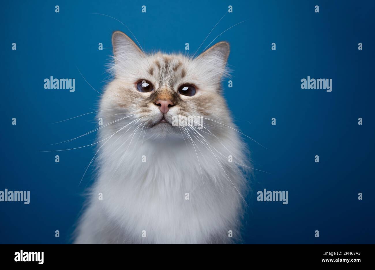 curious fluffy birman cat looking at camera. portrait on blue ...