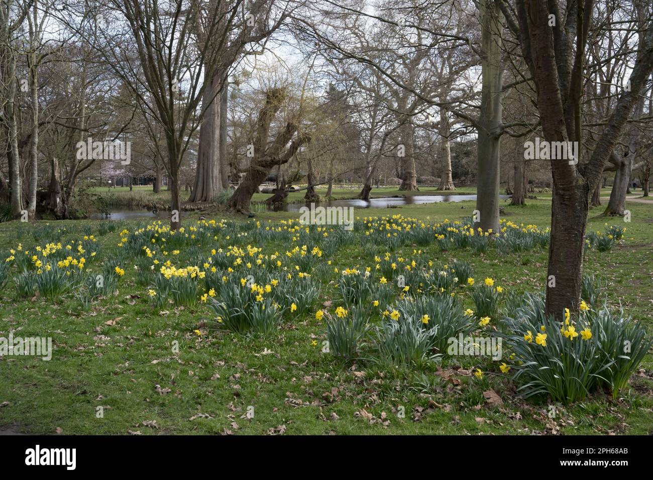 Spring daffodils are always the start of spring Stock Photo - Alamy