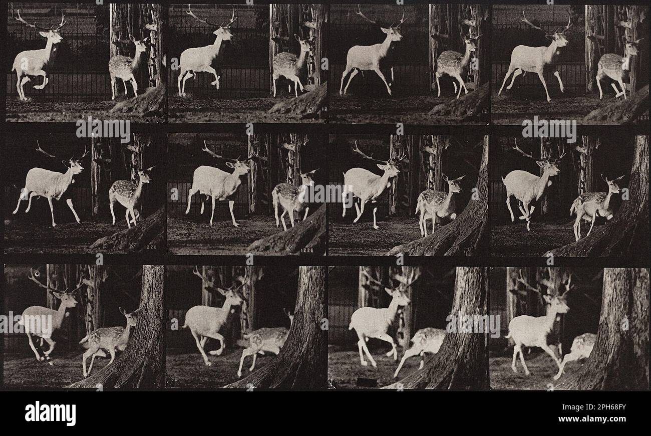 Animal Locomotion, Plate 686 1887 by Eadweard Muybridge Stock Photo - Alamy
