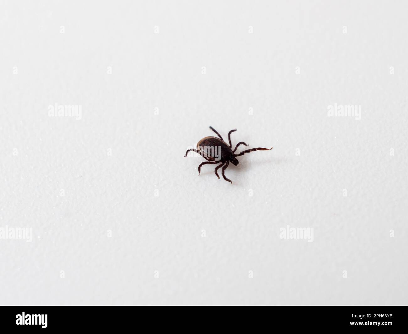 Tick on a white background. Dog tick. Close-up Stock Photo - Alamy