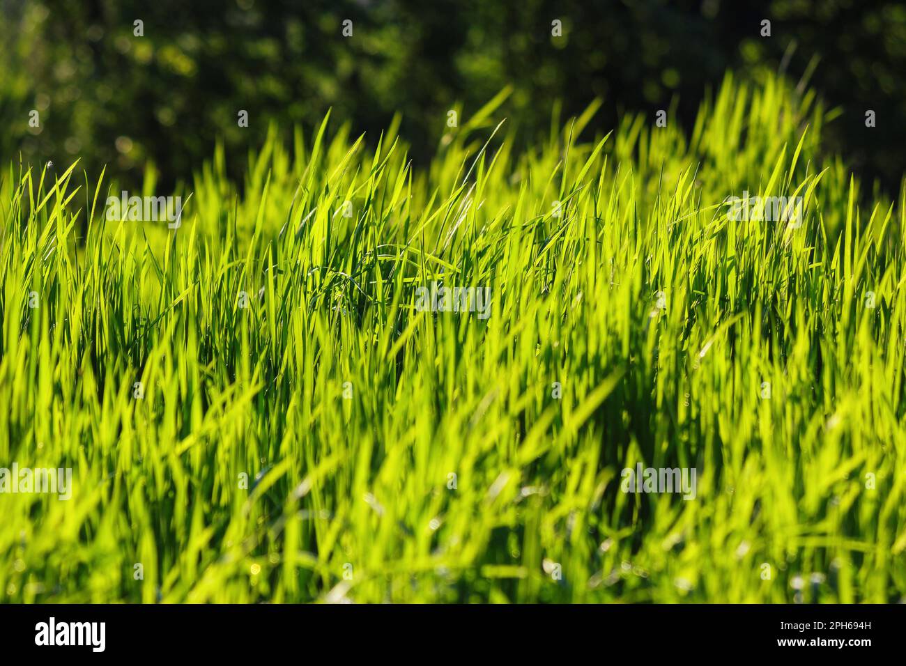 texture of grassy lawn in spring. backlit nature background Stock Photo ...