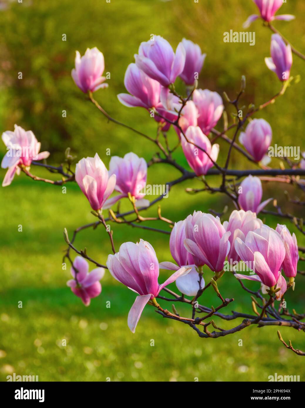 blossoming southern magnolia tree. spring nature pattern of pink ...