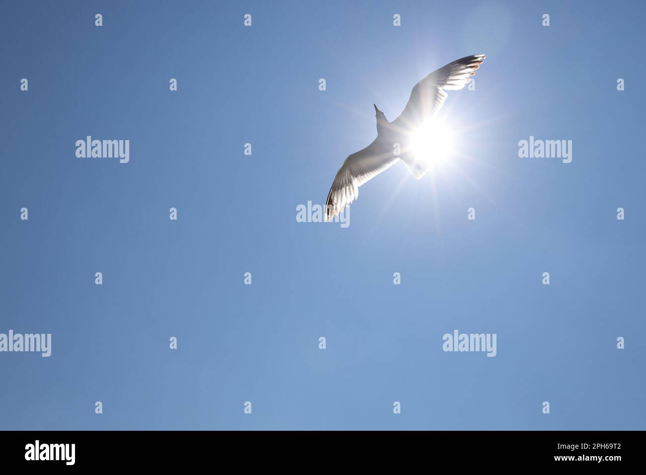 Seagull flying in the blue sky under the sun. Abstract nature ...