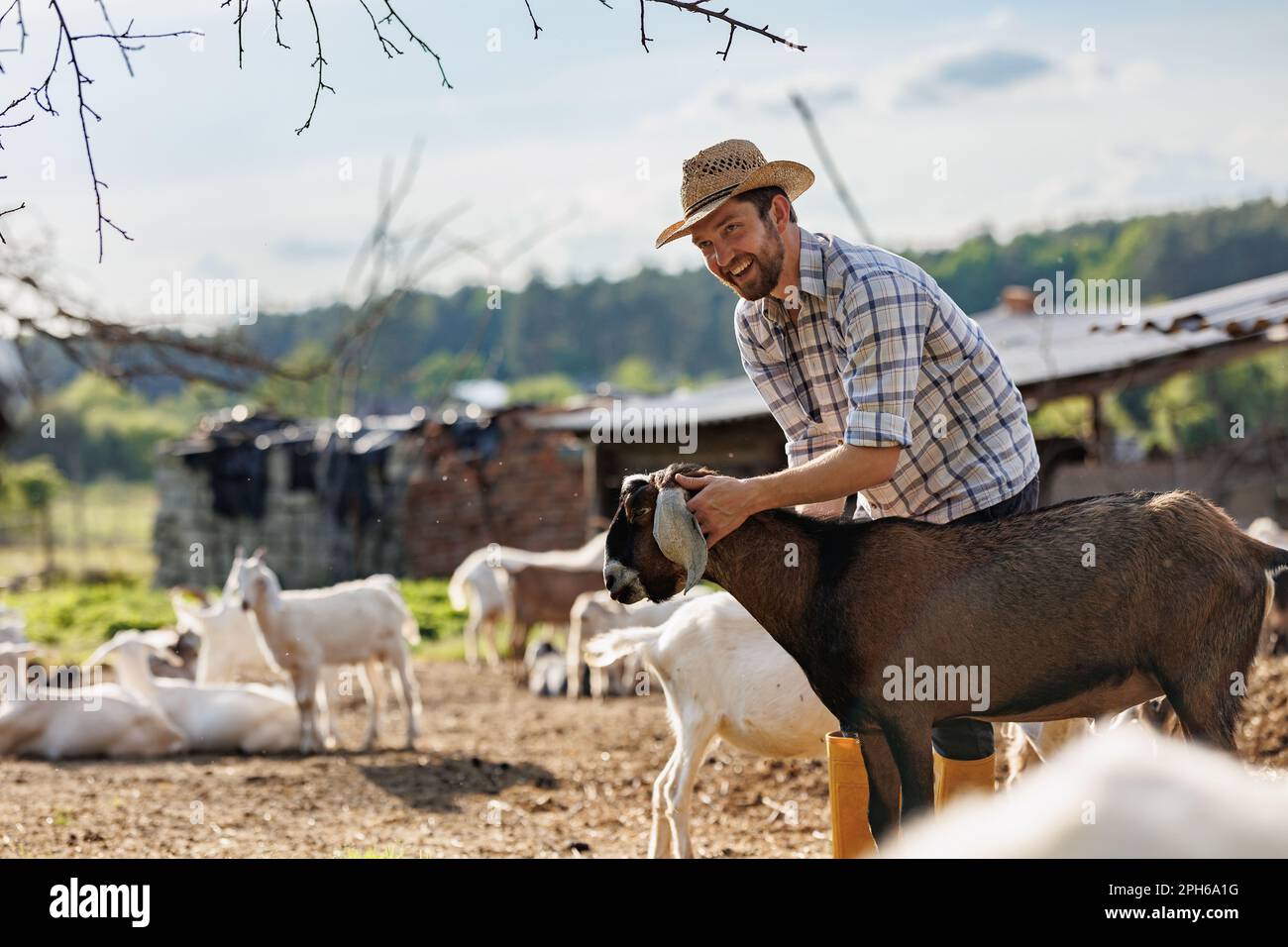 Male farmer taking care of his cute goats. Young rancherman getting pet ...