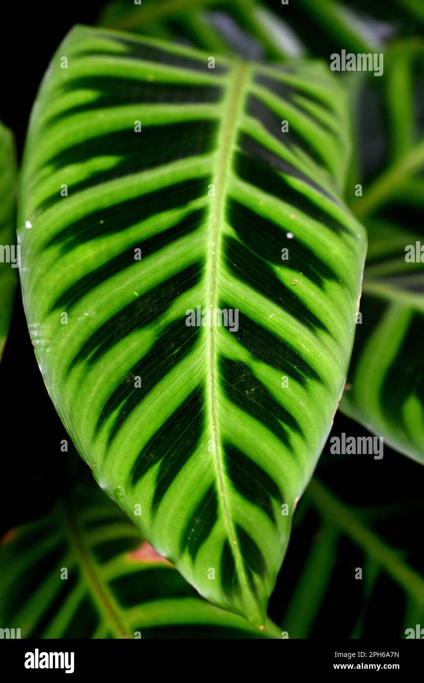 A vertical closeup of a bright zebra plant leaf. Calathea zebrina Stock ...