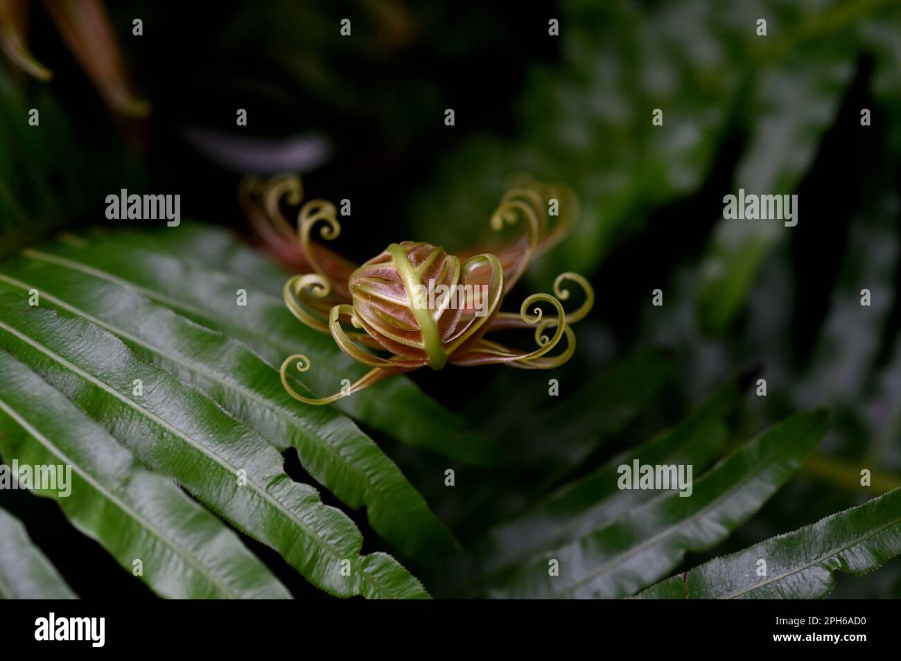 Brazilian dwarf hi-res stock photography and images - Alamy