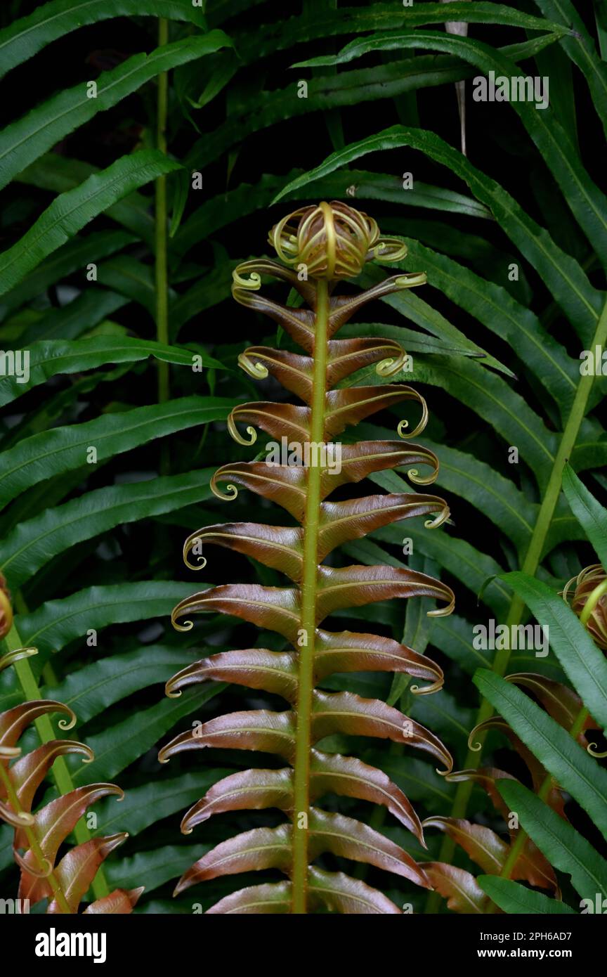 The fresh branch of Brazilian dwarf tree fern Stock Photo - Alamy