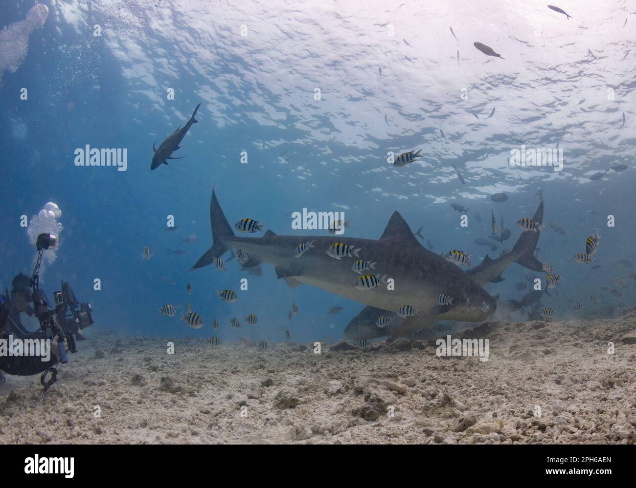Divers Photographing Tiger Shark in Fuvahmulah (Maldives Stock Photo ... Divers Photographing Tiger Shark in Fuvahmulah (Maldives Stock Photo ...
