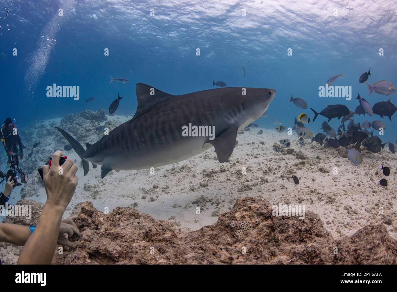 Tiger Shark sighting while Scuba Diving in a dive site in Fuvahmulah ...