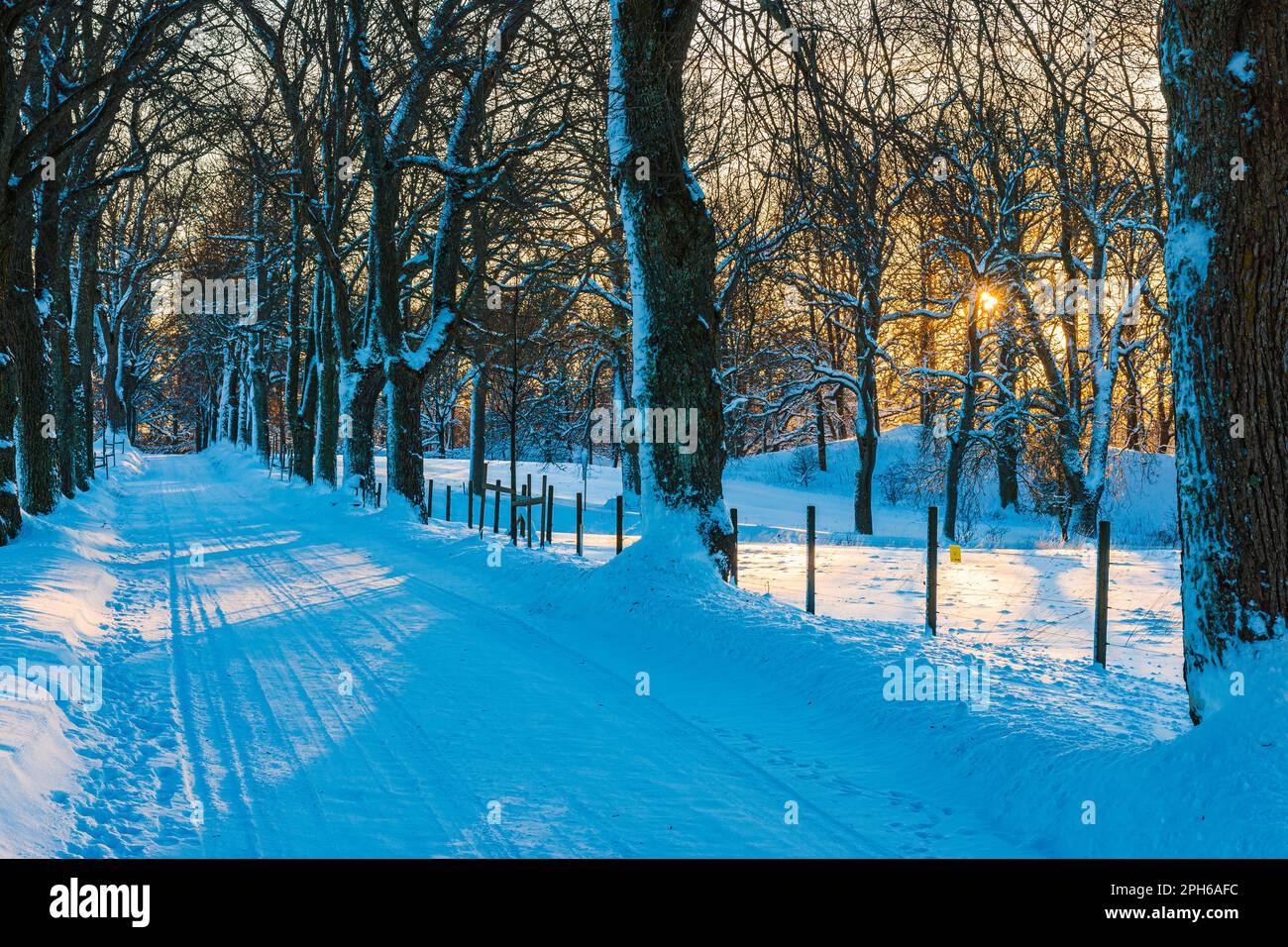 A peaceful winter forest path with white snow stretched along a winding ...