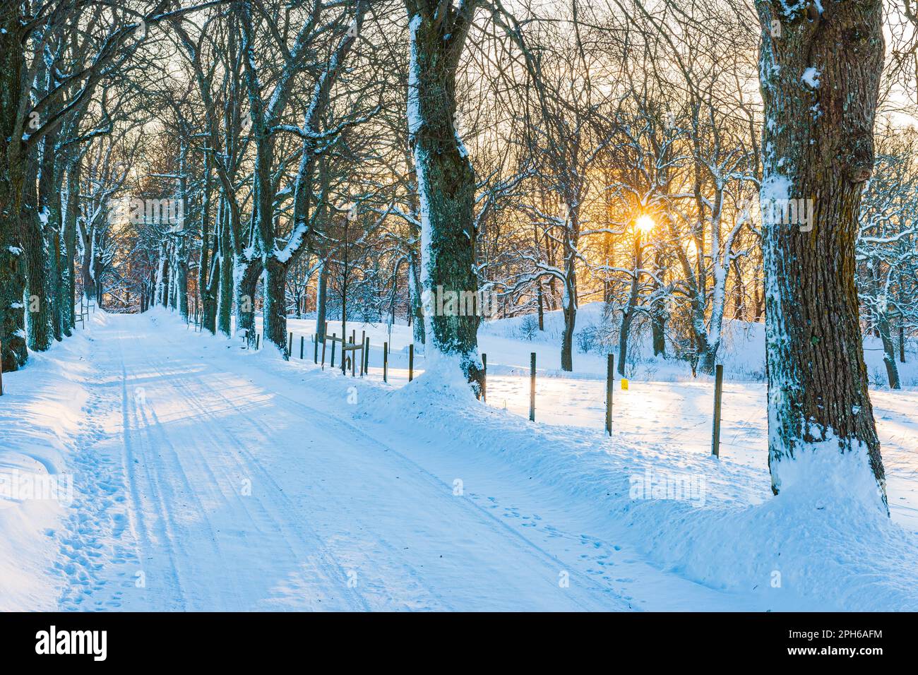 A peaceful winter forest path with white snow stretched along a winding ...