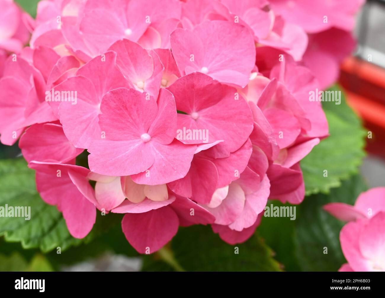 Colorful hydrangeas banner, close up. Purple blue pink hortensia ...
