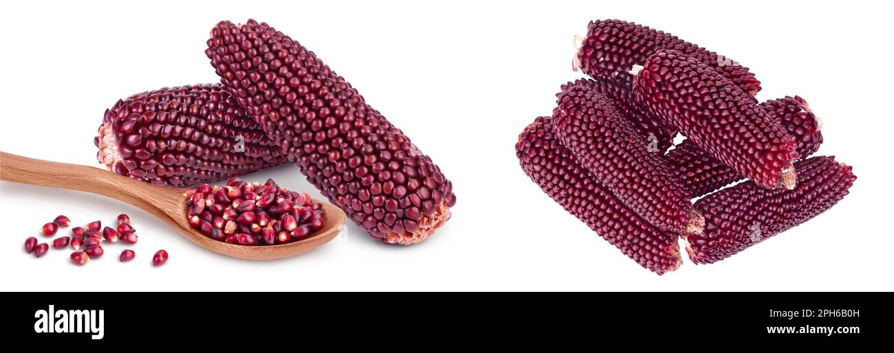 Purple corn or maize isolated on white background with full depth of ...