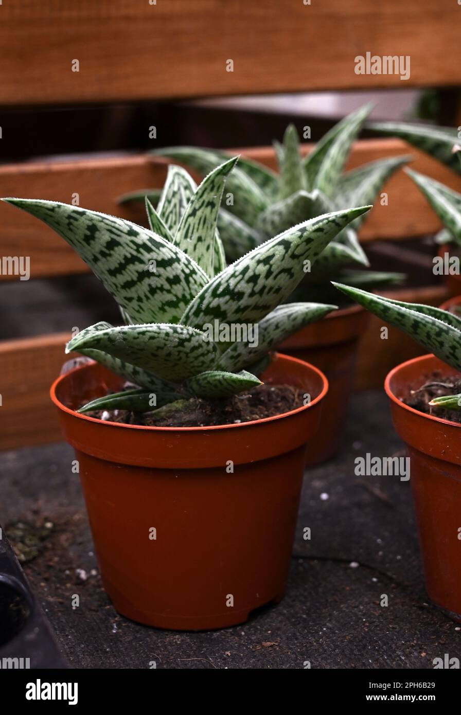 Genus aloe hi-res stock photography and images - Alamy