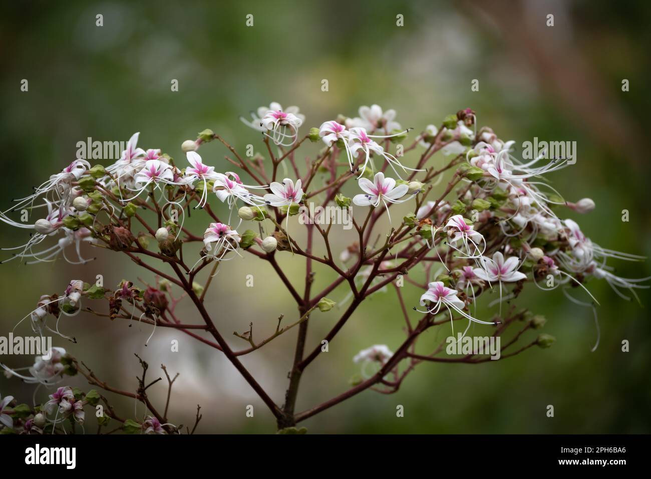 A cherry blossom, also known as Japanese cherry or sakura, is a flower ...