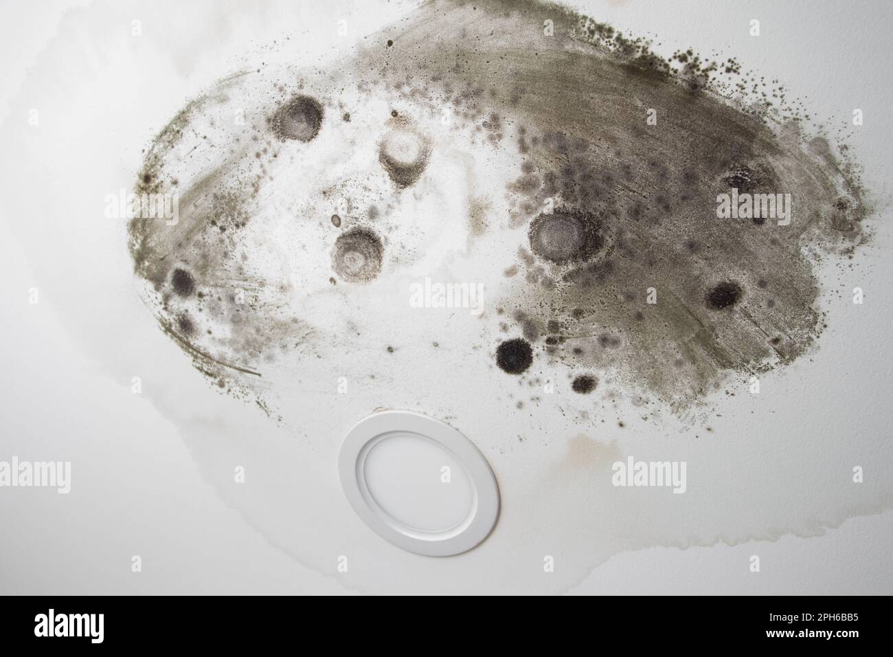Mold on the white stretch ceiling from the flood Stock Photo - Alamy