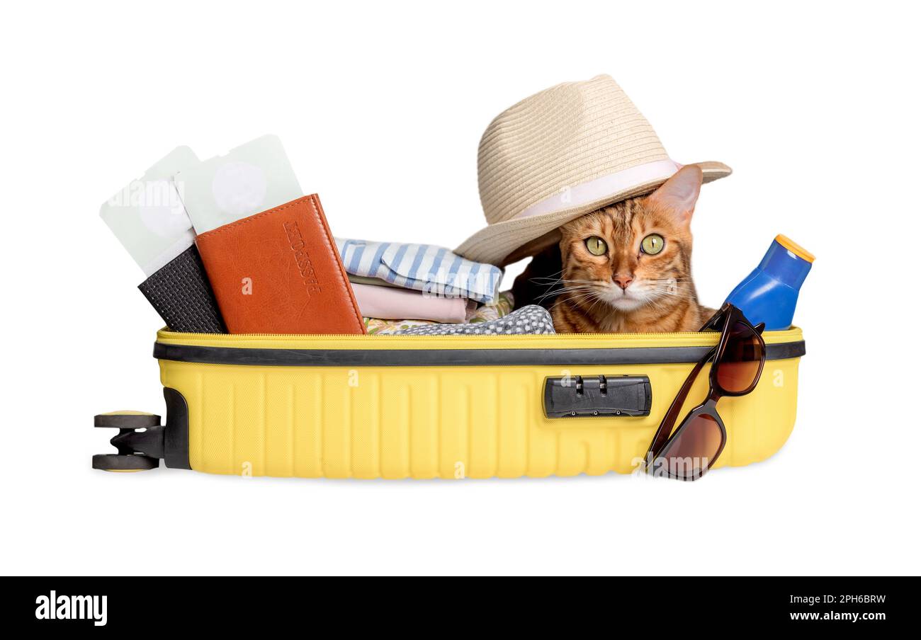 Funny cat in a suitcase with glasses, passports, tickets and clothes ...