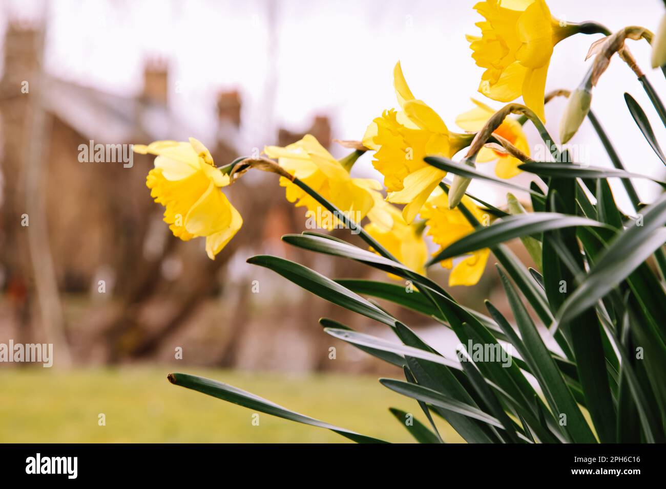 Spring Daffodils in focus, Ashtead, Surrey, England, UK, 2023 Stock ...