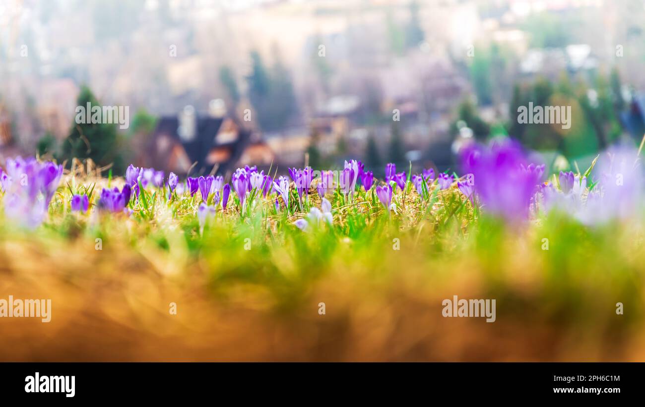 Crocuses in the meadow in the foreground. Mountain huts in the ...