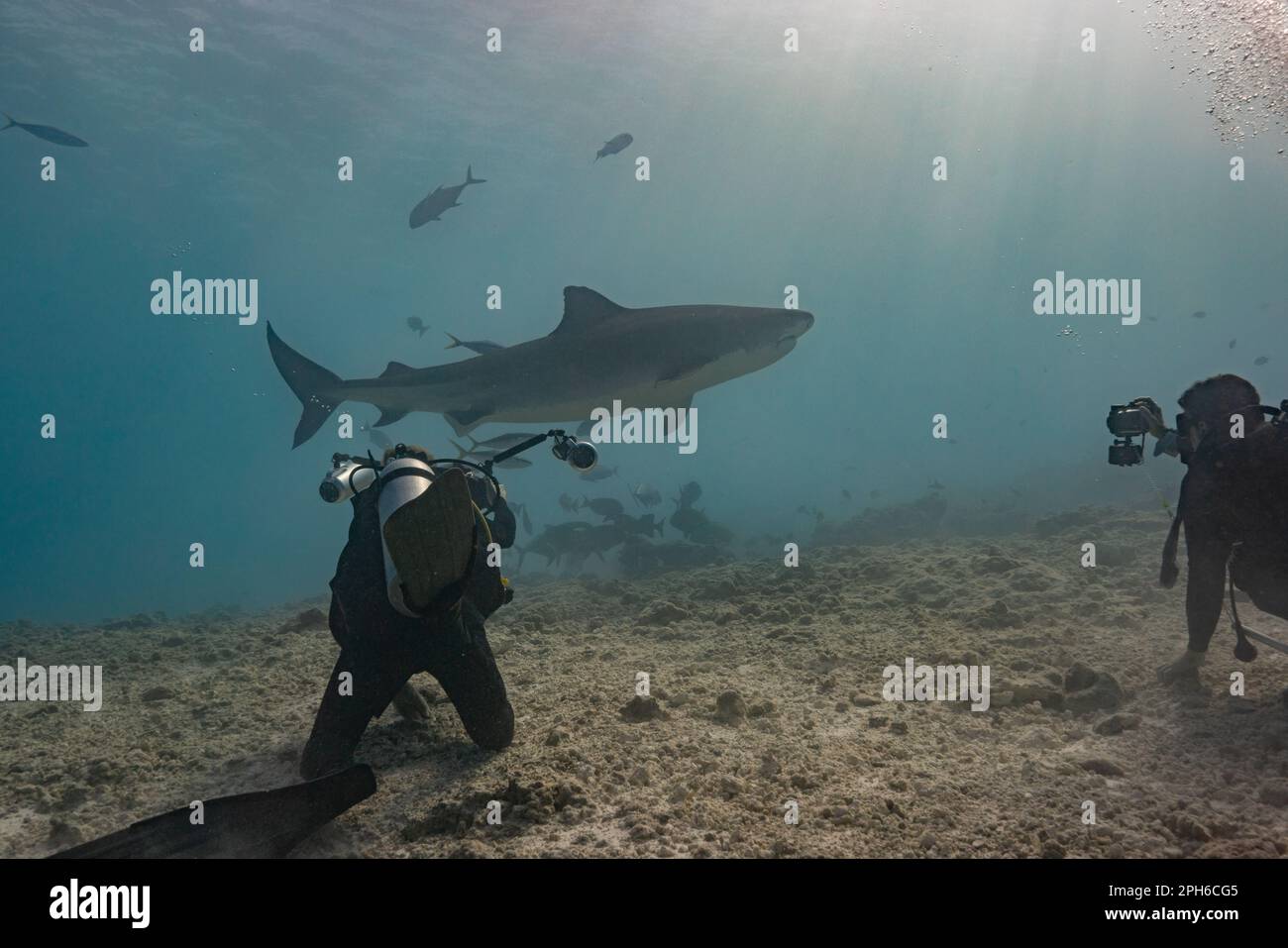 Scuba Divers watching Tiger Shark in Fuvahmulah (Maldives Stock Photo ...