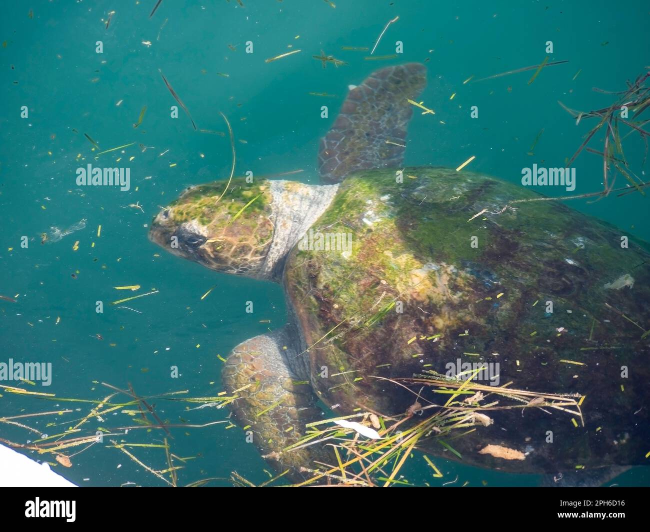 Turtles lifestyle Argostoli Kefalonia Greece Stock Photo - Alamy