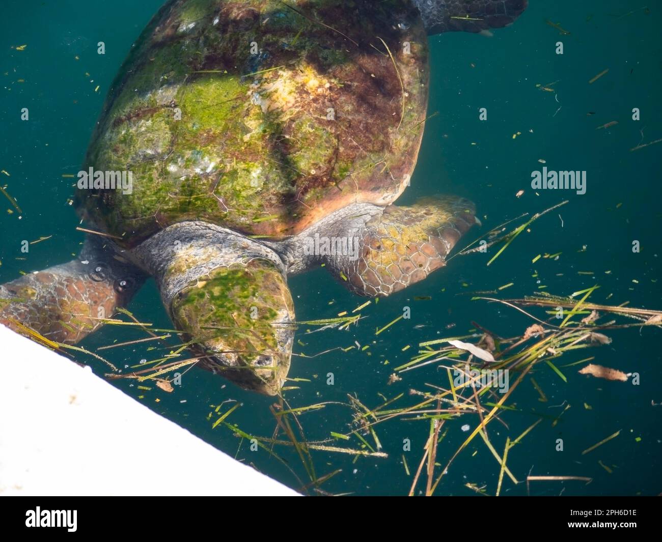 Turtles lifestyle Argostoli Kefalonia Greece Stock Photo - Alamy