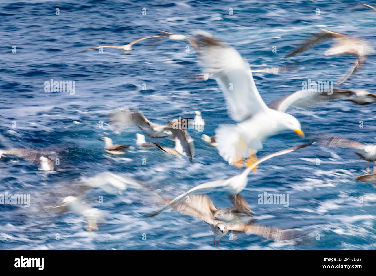 Yellow-legged gull (Larus michahellis) feeding on fish on the ...