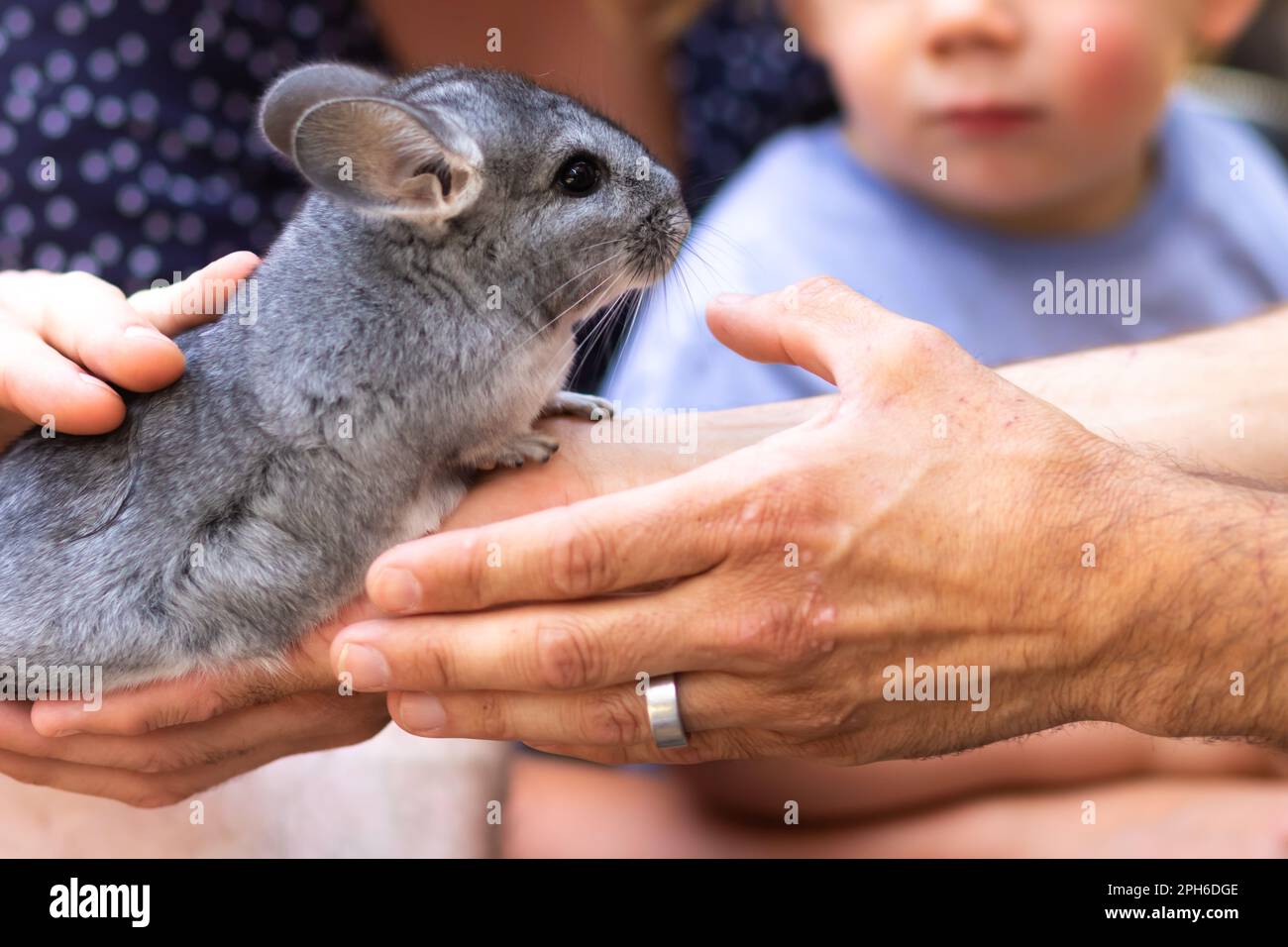 Chinchillas with humans hi-res stock photography and images - Alamy