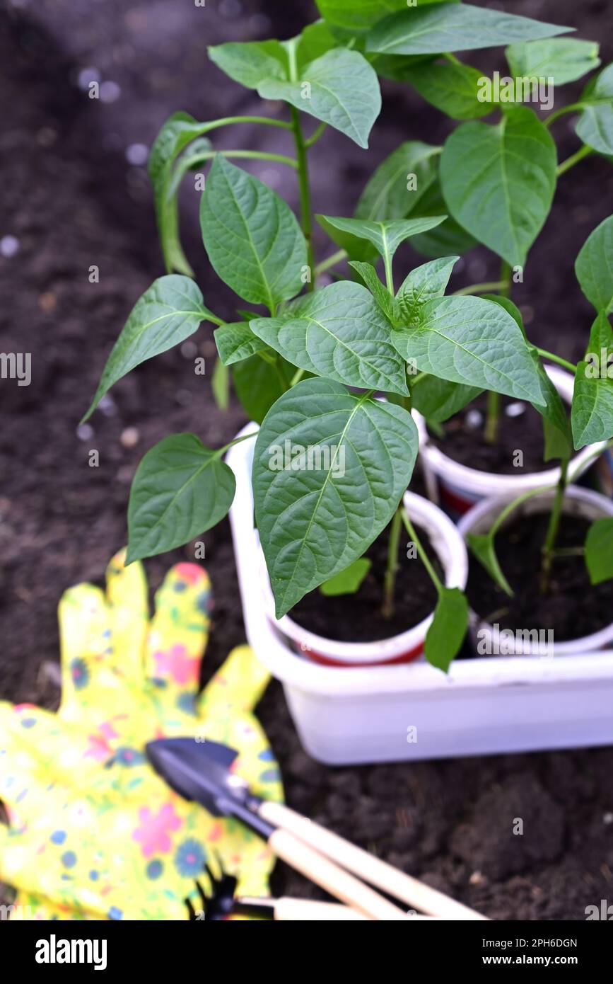 Pepper seedlings ready for transplanting. The concept of caring for ...
