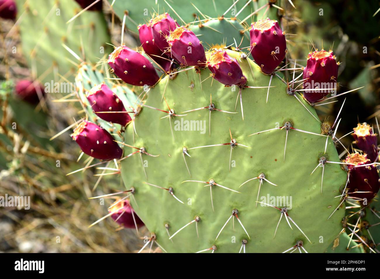 Large and widespread red and ripe prickly pear cactus and fruit Stock ...